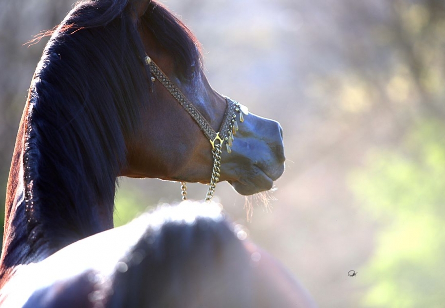EKS Alihandro - Giacomo Capacci Arabians